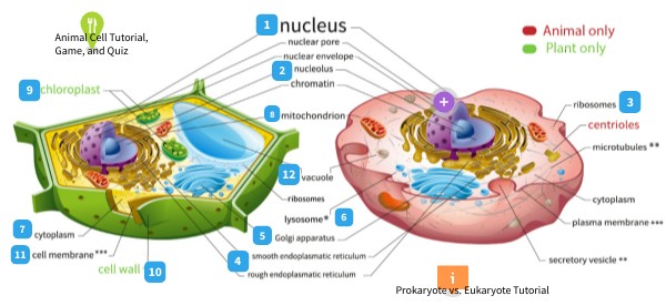 Cell Organelles | Genially