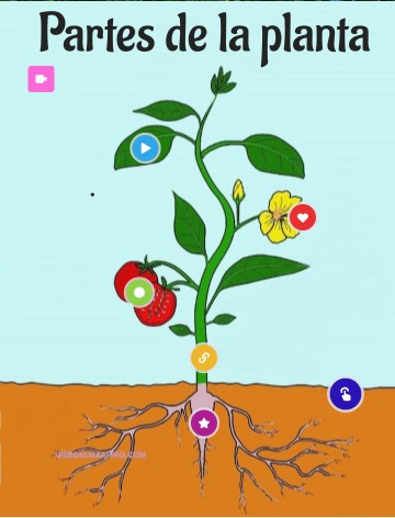 Imagen interactiva Las plantas