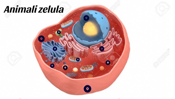 Animali zelula