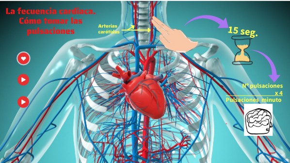 LA FRECUENCIA CARDIACA, CÓMO TOMAR LAS PULSACIONES