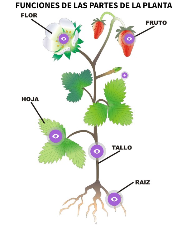 FUNCIONES DE LA PLANTA | Genially