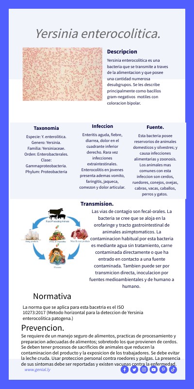 Yersinia enterocolitica | Genially