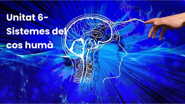 UD6 - S3 Sistemes del cos humà | Genially