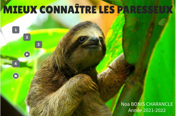 Mieux connaître les paresseux | Genially