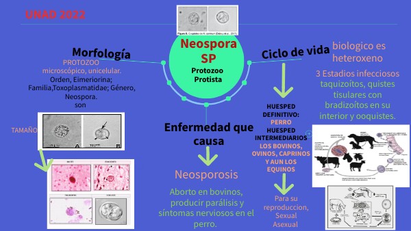 MAPA MENTAL NEOSPORA | Genially