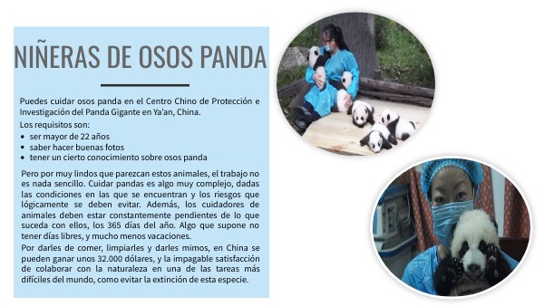Niñeras de osos panda | Genially
