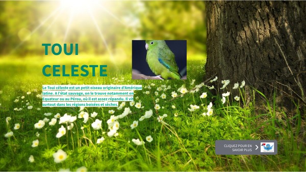 TOUI CELESTE