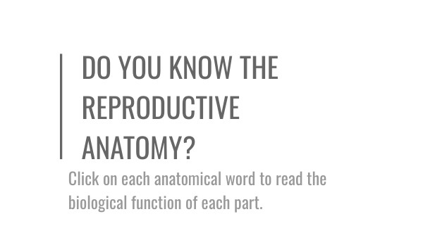 Reproductive Anatomy Review