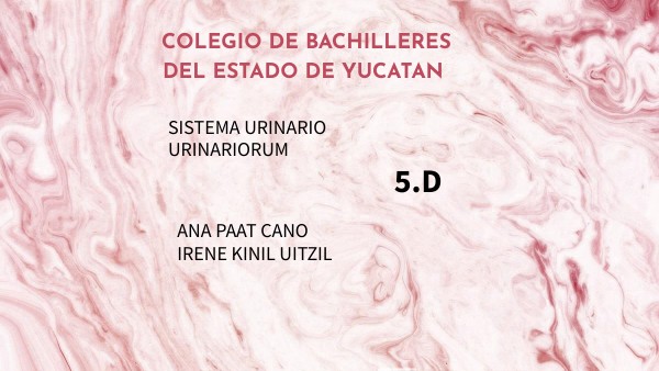 sistema urinario ana paat cano,irene kinil uitzil