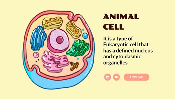 CELLULAR ORGANELLES (Animal)