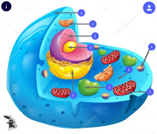 La célula animal y sus partes