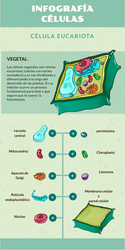 INFO VERTICAL CÉLULAS | Genially