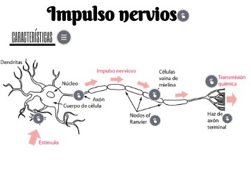 Impulso nervioso | Genially