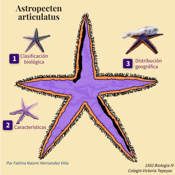 Astropecten articulatus