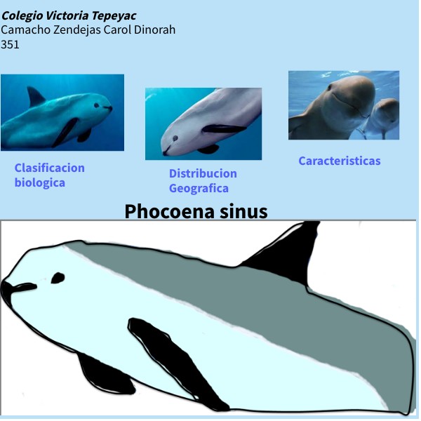 Phocoena sinus