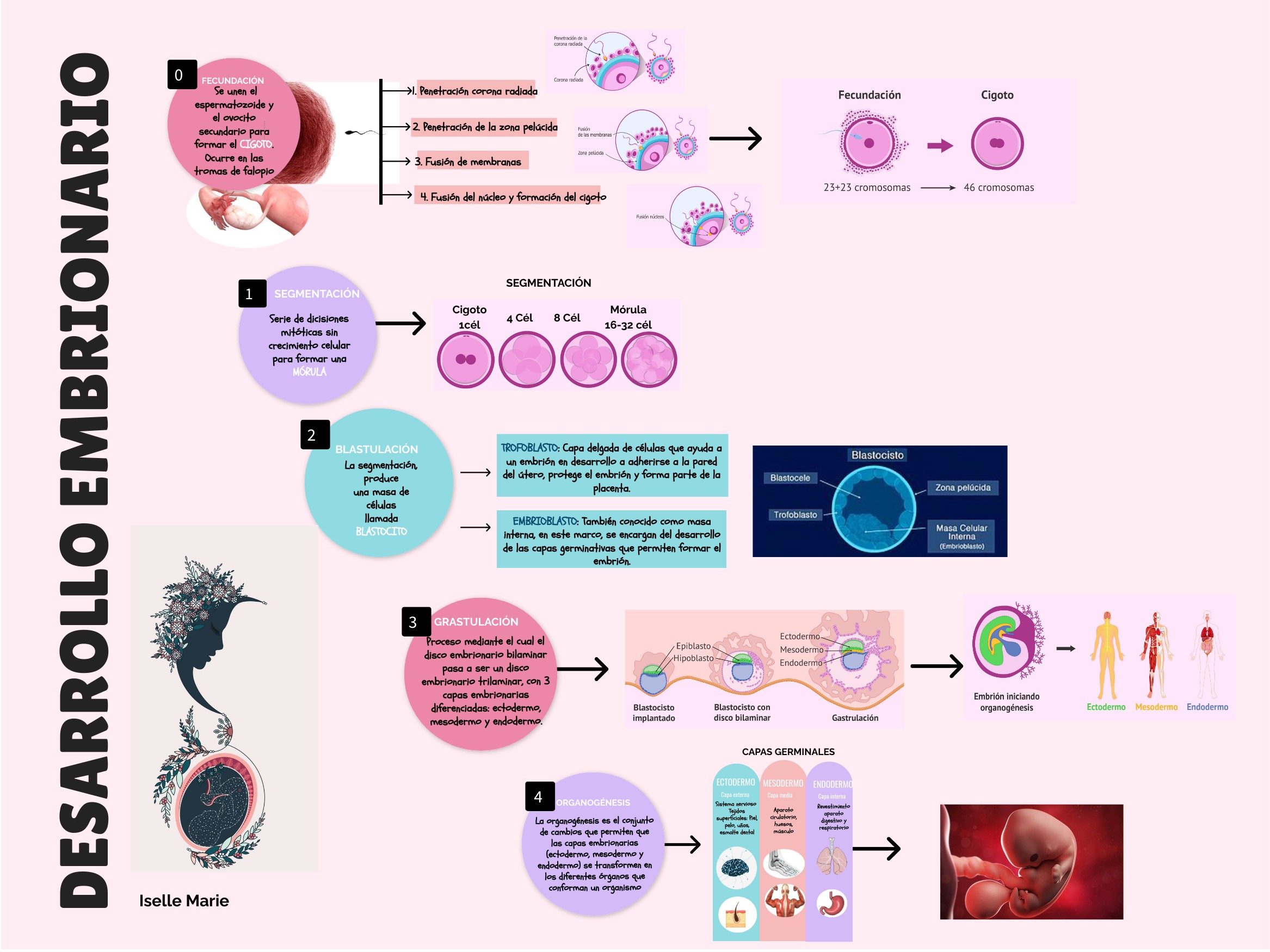 DESARROLLO EMBRIONARIO