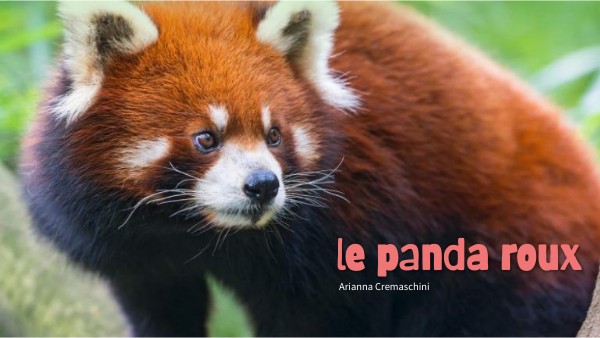 L’estinzione del panda rosso | Genially