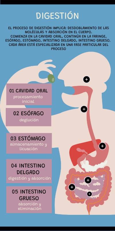 infografía vertical "digestión" | Genially