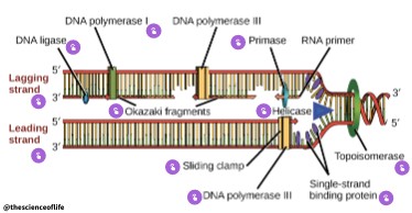 Components of DNA that involved in DNA replication | Genially