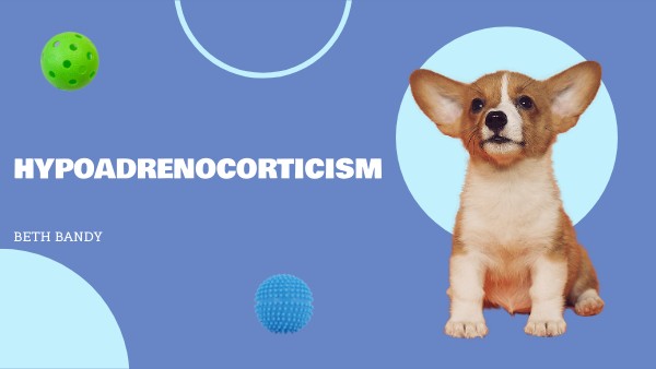 Hypoadrenocorticism | Genially