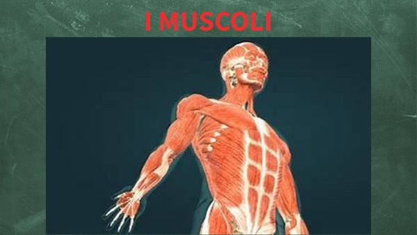 i muscoli | Genially