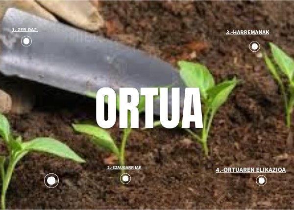 Ortua