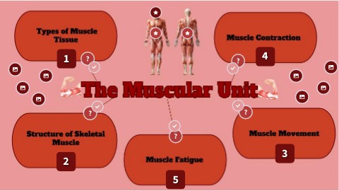 Muscle Unit Anatomy Review