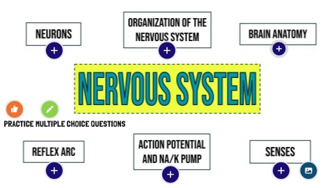 Interactive image Nervous System
