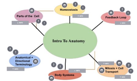 Intro to Anatomy | Genially