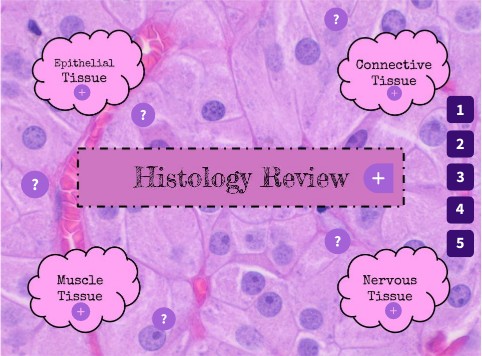 Histology Review | Genially