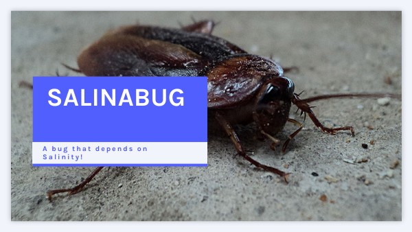 salinabug presentation