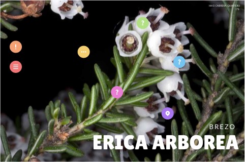 Erica Arborea | Genially