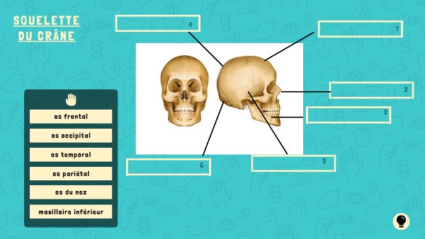 SQUELETTE DU CRÂNE | Genially