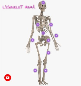 L'ESQUELET HUMÀ