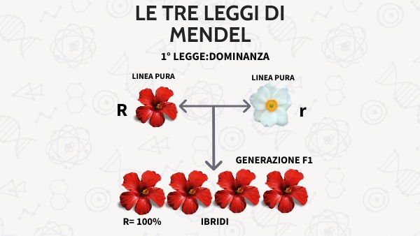 TRE LEGGI DI MENDEL | Genially