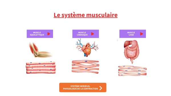 Le Système Musculaire | Genially