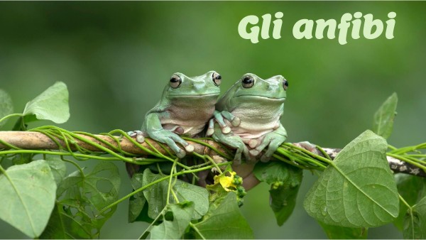 Gli anfibi