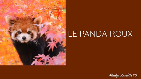 Le panda roux | Genially