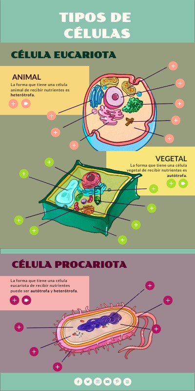TIPOS DE CÉLULAS: INFOGRAFÍA VERTICAL | Genially
