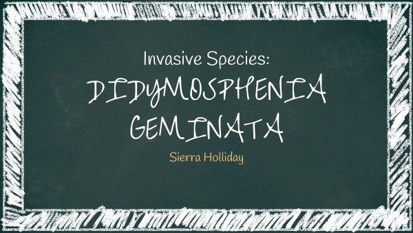 Invasive Species Presentation: Didymo: Sierra Holliday | Genially