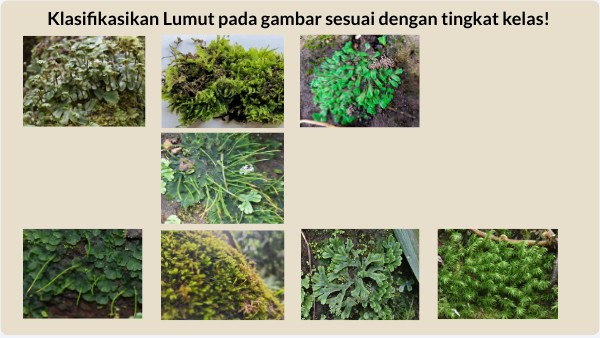 Klasifikasi Lumut