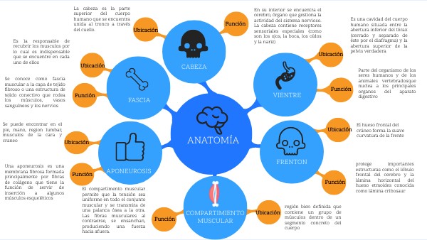 anatomía | Genially