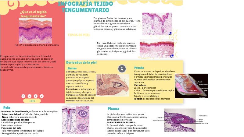 Sistema tegumentario | Genially