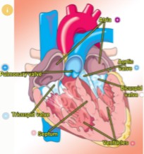 Cardiovascular system | Genially