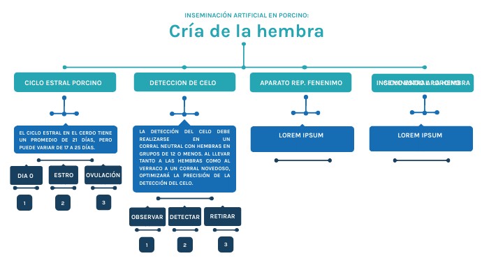 MAPA CONCEPTUAL CAJAS