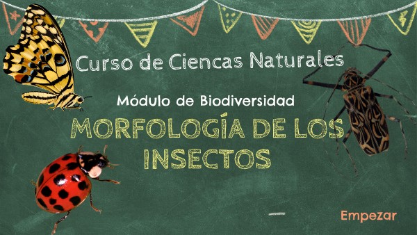 Morfología de insectos | Genially