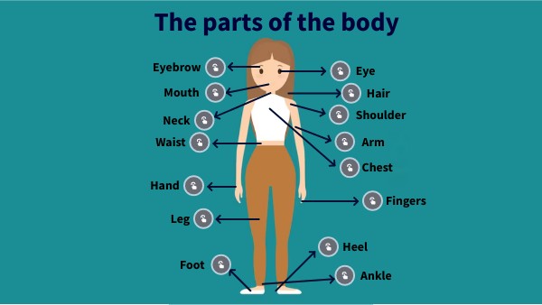 The body parts | Genially