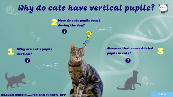 Why do cats have vertical pupils?