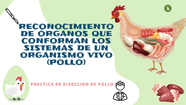 DISECCION DE POLLO PRACTICA | Genially