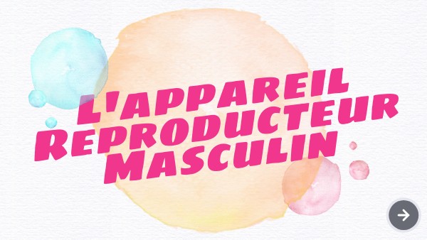 Le fonctionnement de l'appareil reproducteur masculin | Genially